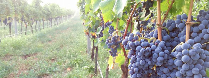 Organic, Biodynamic, Natural Wines in Italy | Italian Organic Wineries